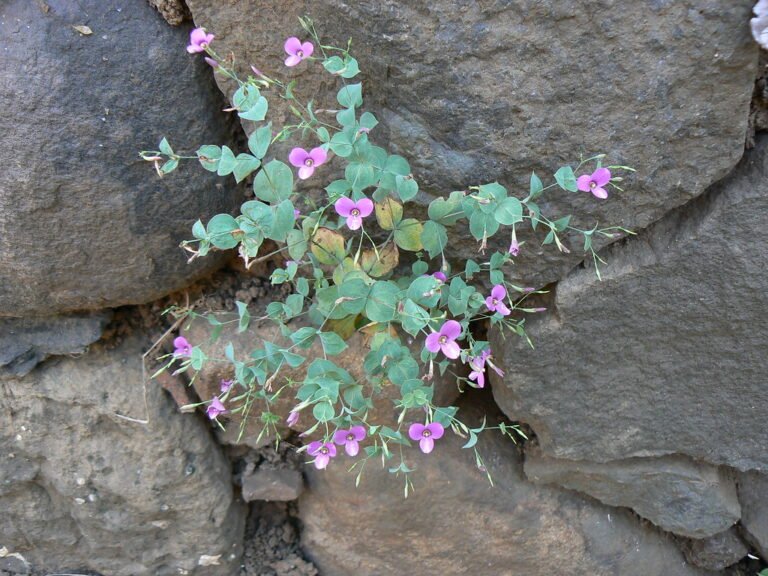 Unlocking The Benefits Of Shankhpushpi: Nature's Cognitive Enhancer ...