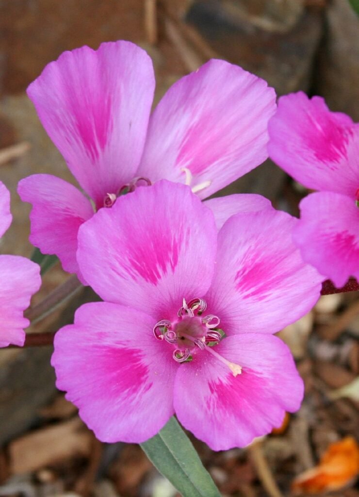BT 36 Capsule: Enhance Your Breast Size Naturally - Meddrop