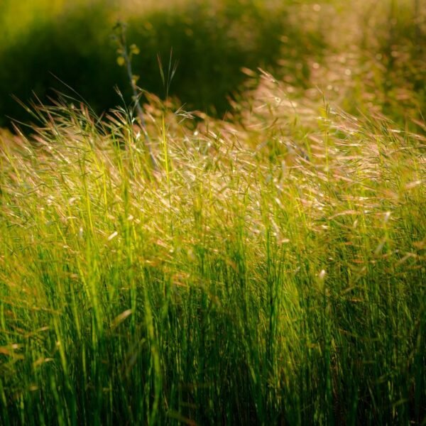 Benefits Of Sande Ka Tel - MedDrop