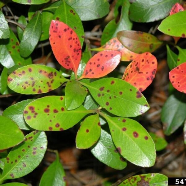 M2 Tone Tablet: Uses, Benefits, And Side Effects - MedDrop