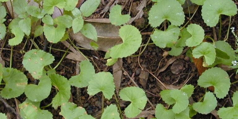 The Benefits And Uses Of Kamdudha Ras Moti Yukta In Ayurvedic Medicine ...